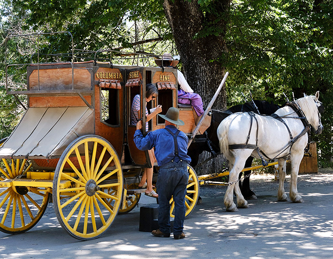 "All aboard for adventure!" The Columbia Stage Line offers rides behind these magnificent draft horses, proving some experiences simply can't be improved upon by modern technology.