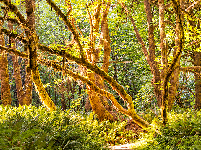 Moss-draped branches create nature's art installation &ndash; like someone decorated for the world's most spectacular garden party that's been going for centuries.