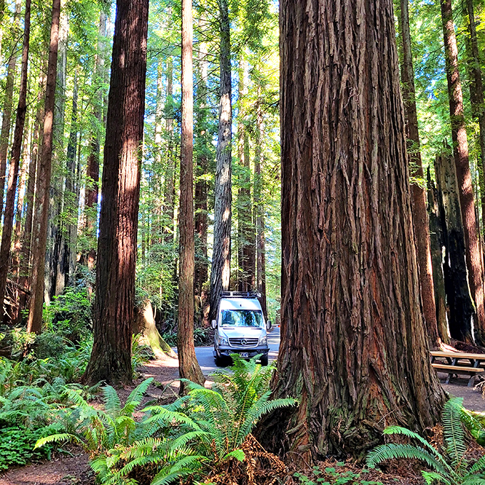Cathedral of the redwoods. Driving through these ancient giants feels like entering nature's most magnificent church, where sunlight filters through in what photographers call "God beams."
