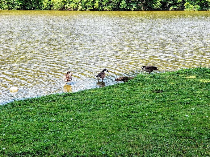 Nature's welcoming committee waddles along the shoreline, these Canada geese clearly understanding they've found prime lakefront real estate.