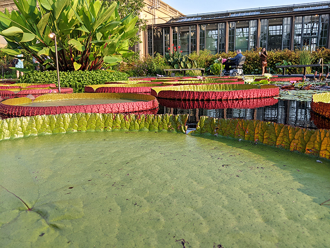 Giant water lilies that look strong enough to support a small child&mdash;though the gardeners politely request you don't test this theory.