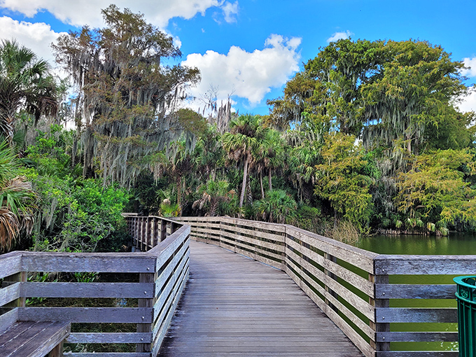 Spanish moss drapes over this wooden boardwalk like nature's own theater curtains, revealing the authentic Florida that theme parks can only try to replicate.