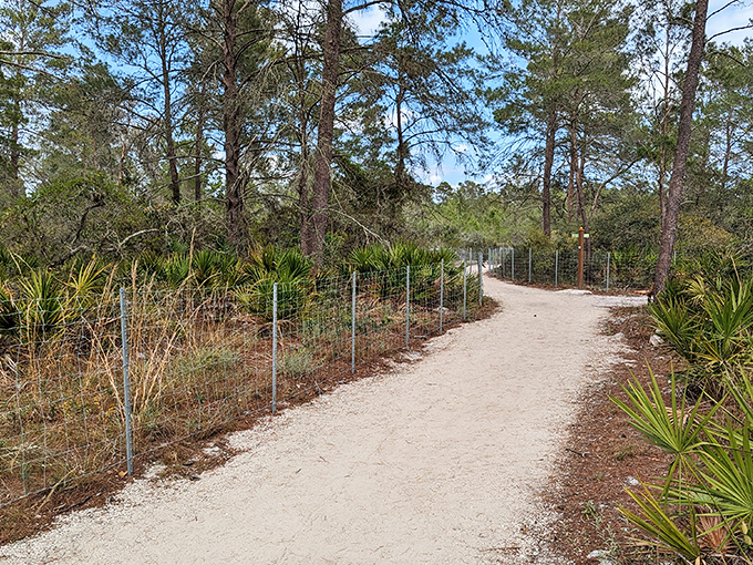 Not all Florida trails involve mall walking! The Gladys E. Douglas Preserve offers serene paths where the only traffic is the occasional gopher tortoise.