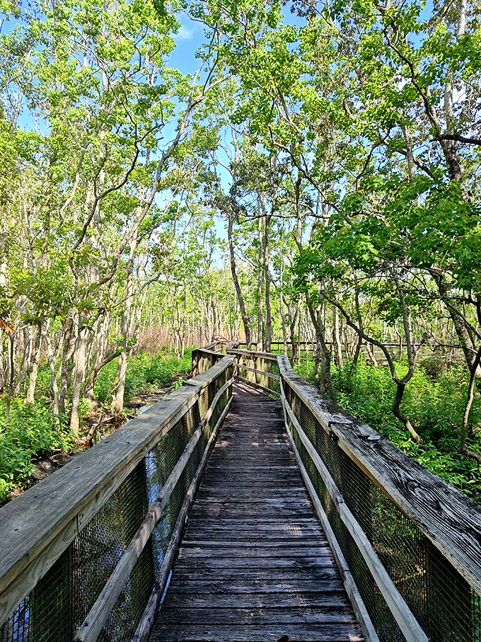 Nature reclaims its territory along Glenwood Park's wooden boardwalk. Like stepping into a lush Florida time machine before condos and gift shops existed.
