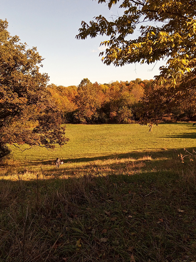 Golden hour transforms this meadow into nature's version of a Midas touch painting&mdash;everything it grazes turns to amber.