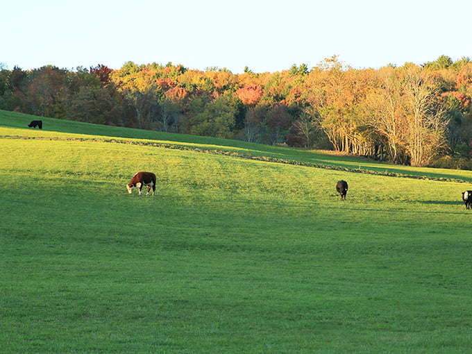 Rolling pastures dotted with grazing cattle create a pastoral painting that changes with every season.