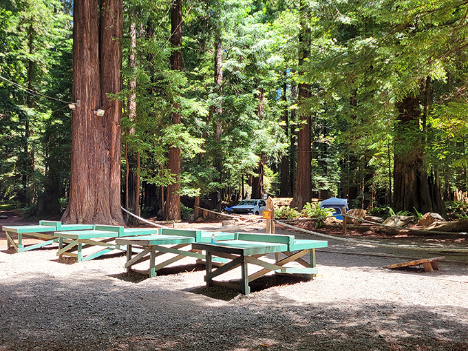 Picnic tables among the redwoods? This is Northern California's version of a five-star dining experience &ndash; just bring your own sandwich.