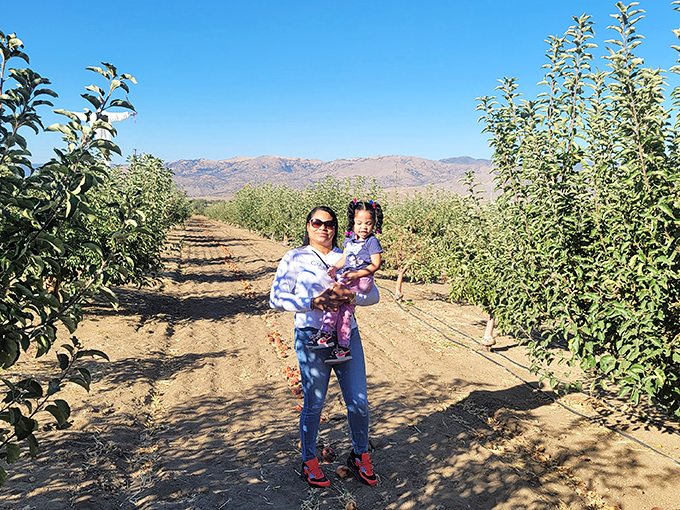 Apple orchards with mountain backdrops offer pick-your-own adventures where "farm-to-table" means your table, after a sunlit afternoon of harvesting.