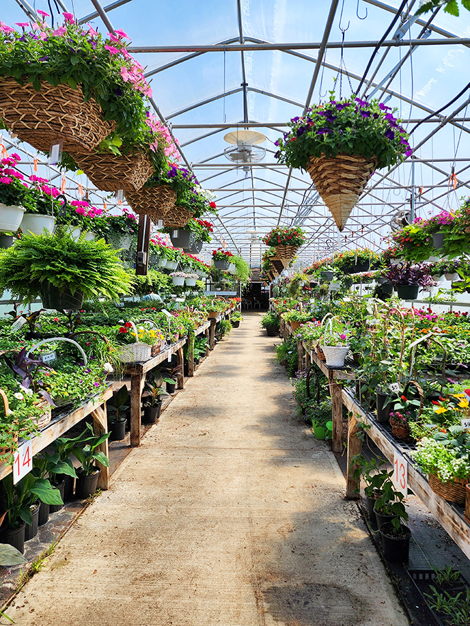Garden centers in Ashland don't just sell plants&mdash;they create hanging masterpieces that make your sad apartment fern look like it needs an intervention.