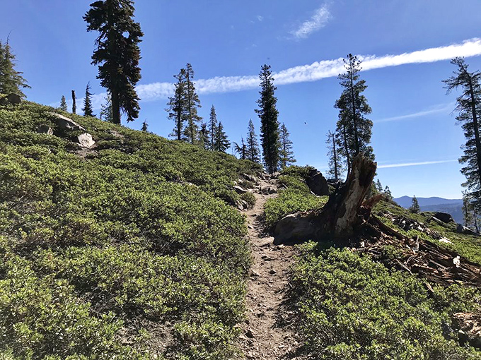 The trail winds through sun-dappled meadows where wildflowers seem to be competing for your Instagram attention.