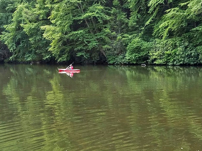 Solo kayaking: where social distancing was cool before it was mandatory. Gliding through emerald waters surrounded by a cathedral of trees.