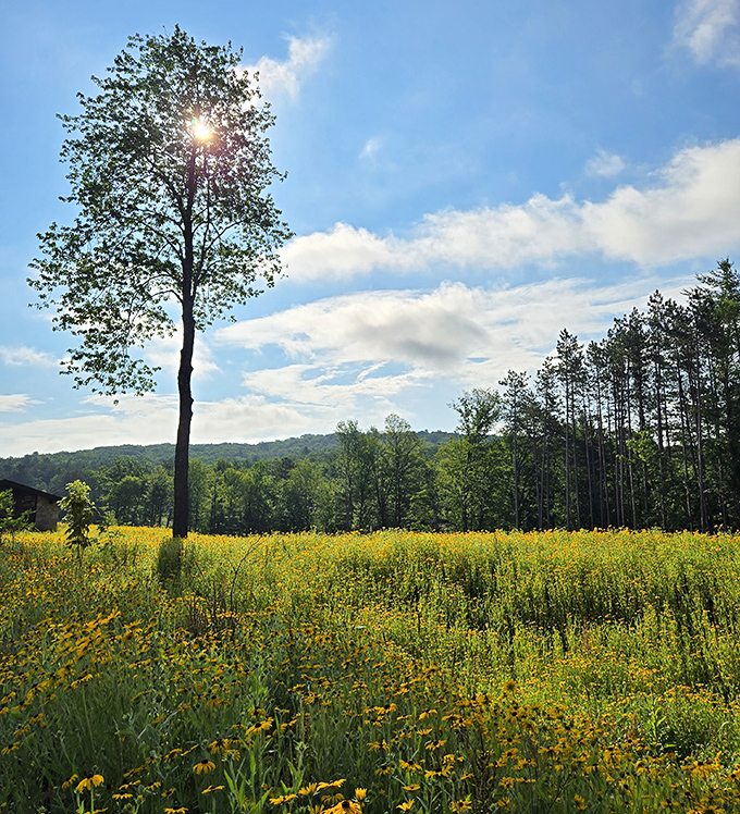 Fields of golden wildflowers stretch toward rolling hills, proving Pennsylvania doesn't need mountains to take your breath away.
