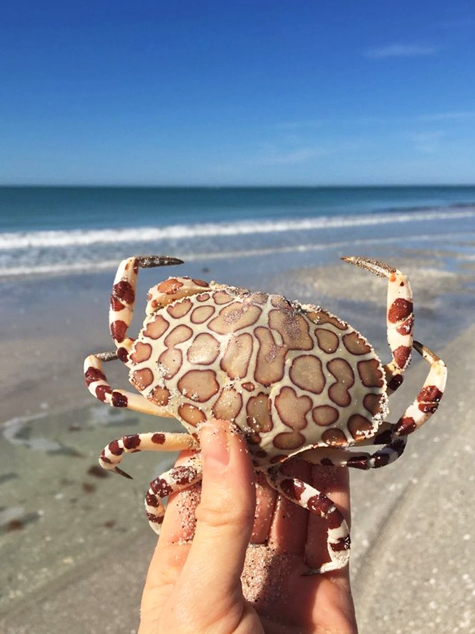 "Excuse me, I'm dressed for a formal dinner." This ornate leopard crab looks like he's wearing nature's most elegant tuxedo.