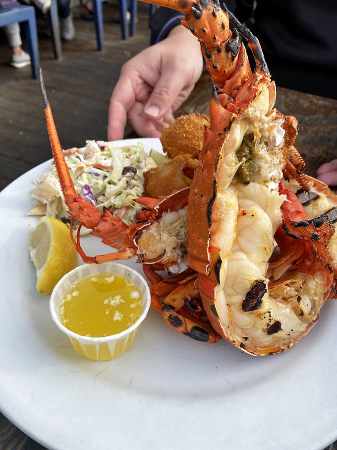 Behold the crown jewel - Maine lobster so fresh it practically swims onto your plate with melted butter dreams.