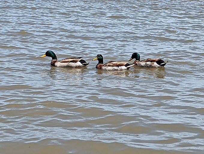 Three mallards cruise the gentle waters like feathered tour guides, showing off their favorite Delaware Bay hangout spot.