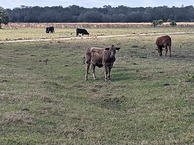 Rural Florida still exists! These grazing cattle at Marshall Hampton Reserve remind us that not everything in the Sunshine State is mouse-eared or beach-bound.