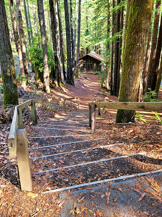 The forest trails of Mendocino Woodlands don't just lead somewhere&mdash;they lead you back to yourself, one pine-scented step at a time.