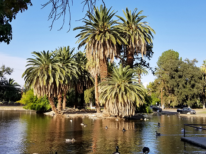 Palm trees frame a serene pond where ducks glide by as if they're also on vacation&mdash;Murray Park offers a peaceful retreat from life's constant notifications.