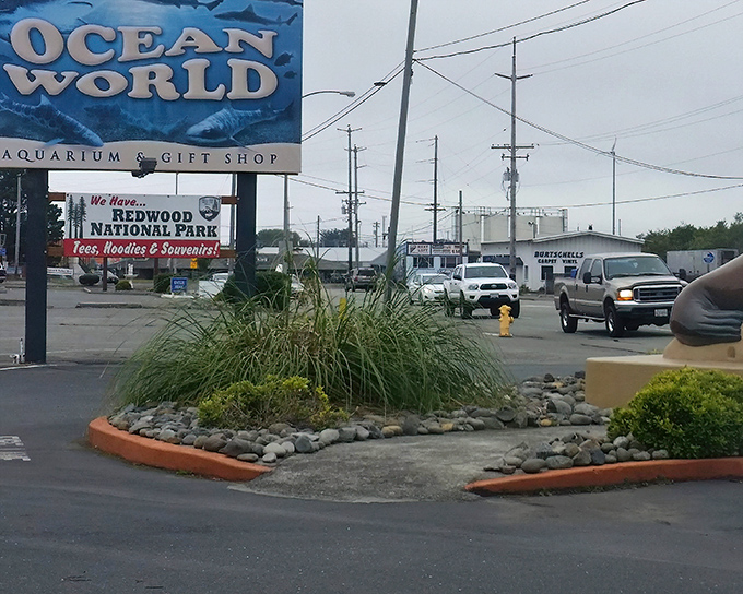 Ocean World Aquarium promises underwater adventures without the wetsuit, proving you don't need a big city budget for big marine experiences.