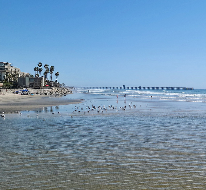 Morning at Oceanside Beach brings seagulls, surfers, and that perfect light photographers chase—nature's own Instagram filter that money can't buy.