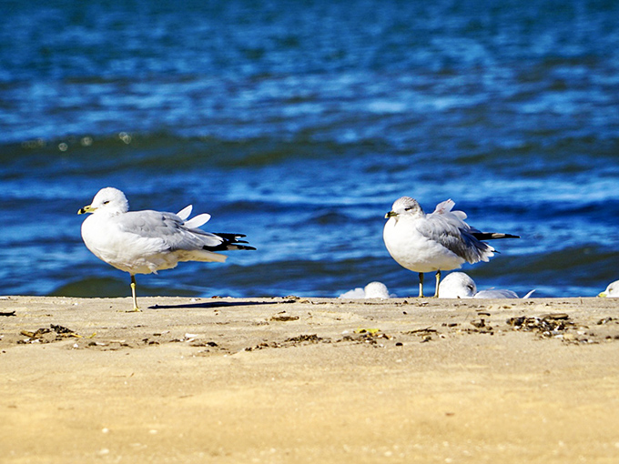 Beach wildlife committee meeting in progress. These gulls are definitely discussing where you might have hidden your sandwich.