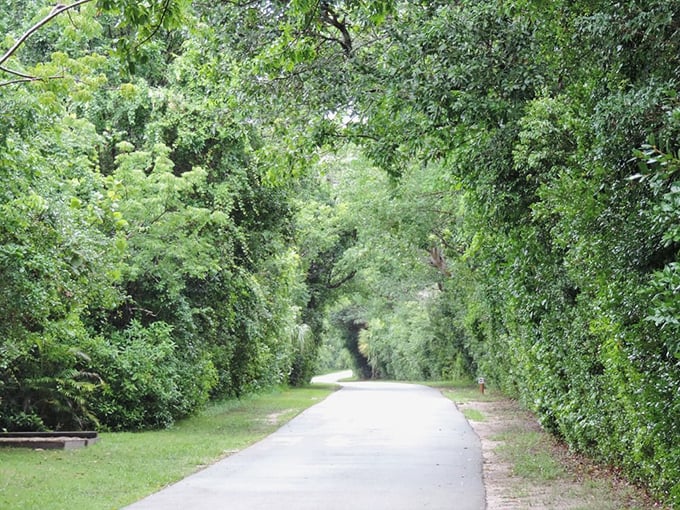 Nature's green tunnel: The Park Drive Loop Trail offers a shaded sanctuary where the temperature drops ten degrees and your blood pressure follows suit.