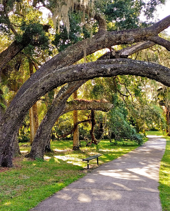 These ancient oaks have been photobombing family pictures for generations. Their sprawling limbs create nature's perfect shade canopy.