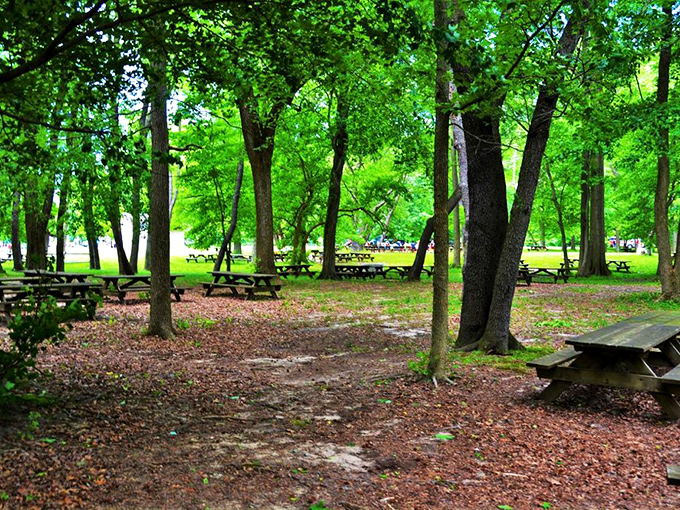Picnic paradise where conversations flow as freely as the dappled sunlight. Tables strategically placed for maximum "wow, look at that view" potential.