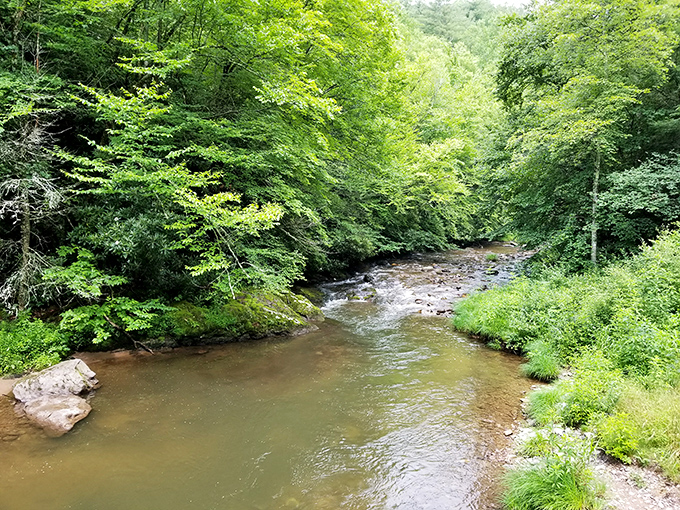 Mother Nature showing off again with this pristine stream cutting through lush forest&mdash;the kind of scene that makes you want to ditch your phone and wade right in.
