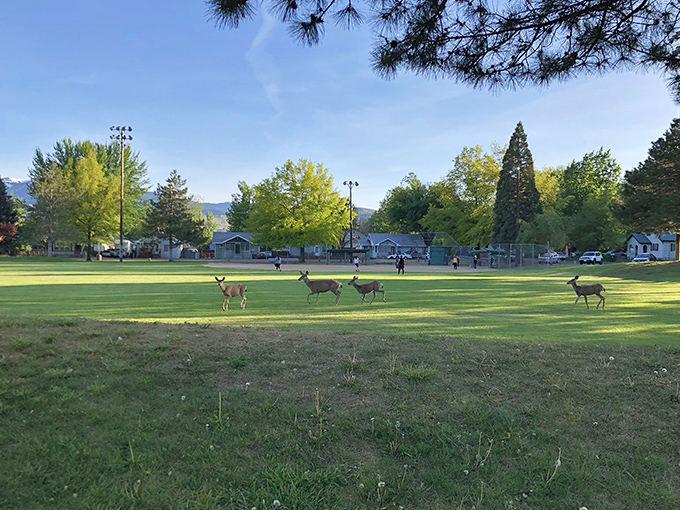 Where wildlife meets small-town life. Deer casually crossing the local park is just another Tuesday in Susanville's nature-integrated community.