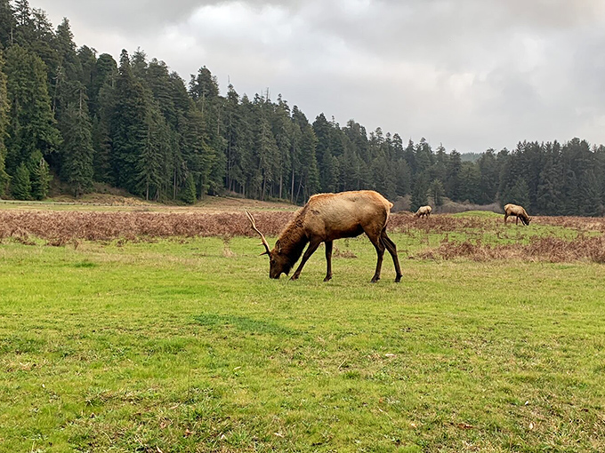 Roosevelt elk grazing peacefully, oblivious to their celebrity status. Nature's lawn maintenance crew at work.