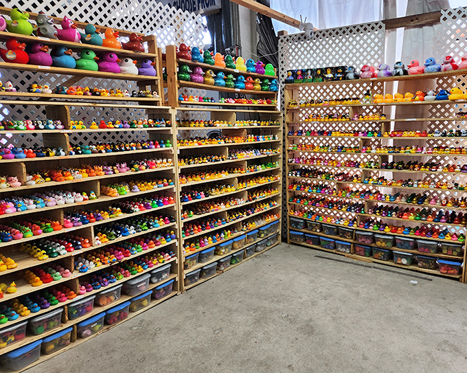 Duck, duck, duck... collection! This rubber duck armada could conquer any bathtub in America, from superhero suds to cartoon splashes.