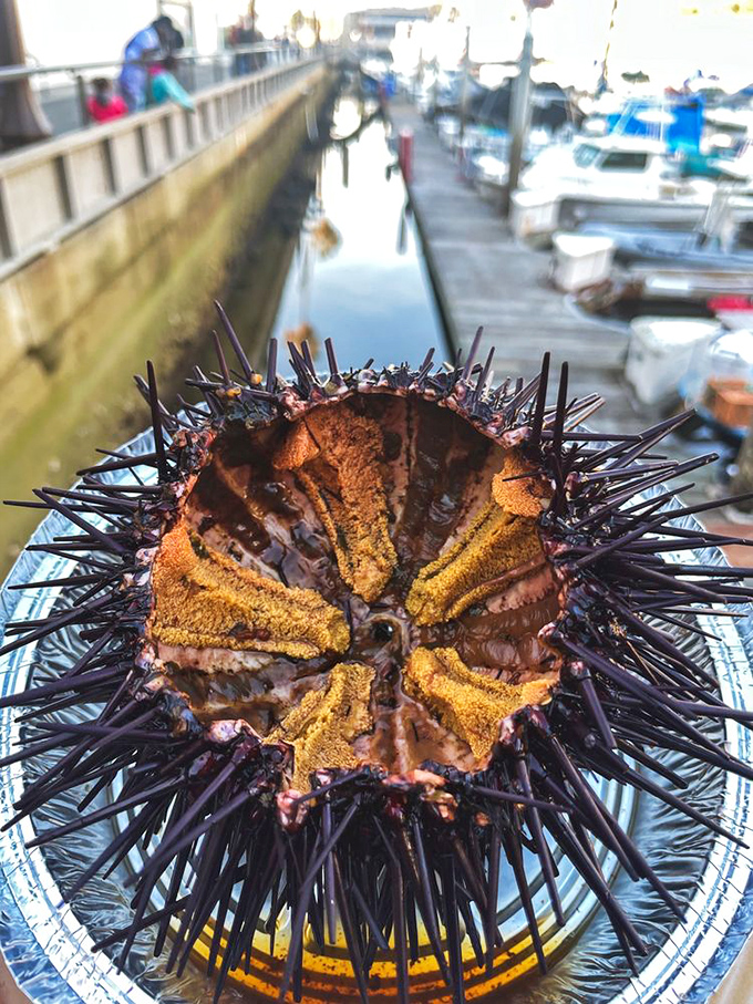 Nature's most intimidating delicacy reveals its golden treasure. Like finding Willy Wonka's golden ticket, but saltier and infinitely more delicious.