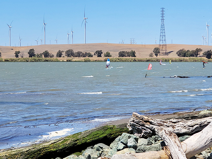 Wind turbines dot Sherman Island's landscape like modern-day sentinels, watching over windsurfers who've discovered this hidden playground for aquatic daredevils.