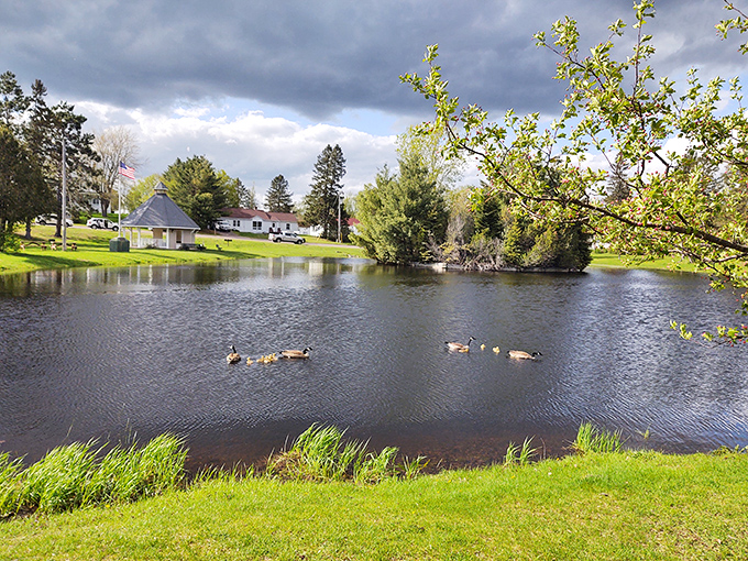 Ducks enjoying their morning commute on one of Hayward's many picturesque ponds, where wildlife and humans coexist in perfect harmony.