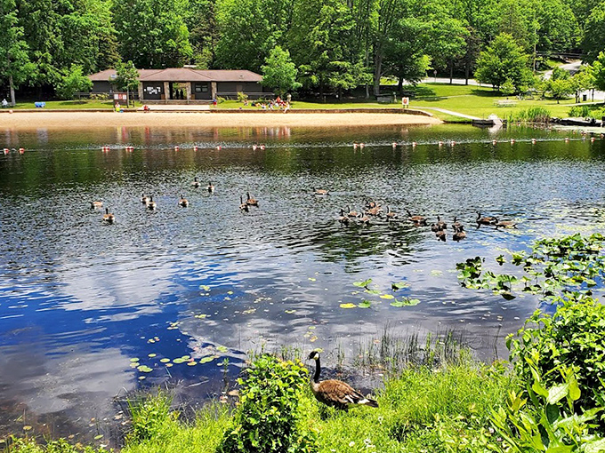 Waterfowl convention in progress! These geese and ducks clearly got the memo about Black Moshannon being the premier lakeside destination. 