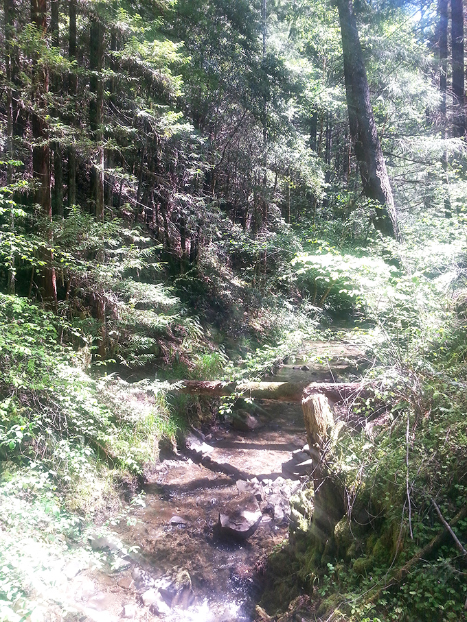 Hiking trails near Willits offer that perfect blend of adventure and serenity, where the only traffic noise comes from chattering squirrels.