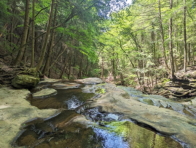 Sunlight filters through the forest canopy, creating a dappled pathway that feels like walking through a living cathedral. Nature's stained glass windows at their finest. 