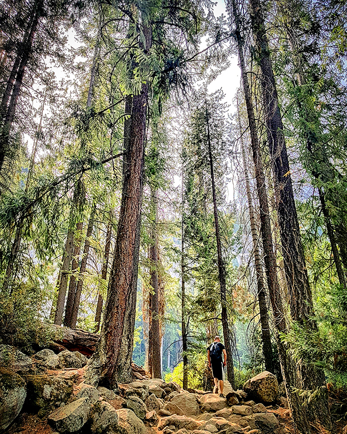Cathedral-like forests where every tree seems personally appointed by nature's interior design committee for maximum awe.