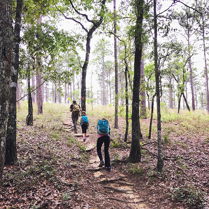 Hikers in their natural habitat, traversing pine-needle carpeted trails. The forest's dress code: comfortable shoes and a readiness for wonder.