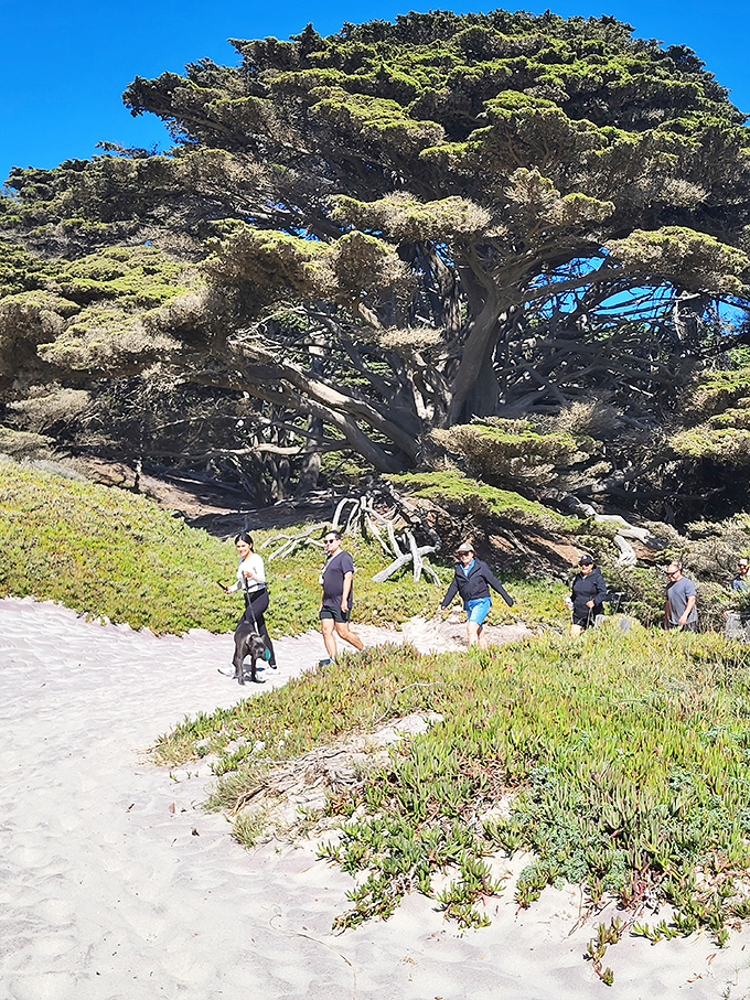 Visitors explore the sandy paths beneath windswept cypress trees that look straight out of a Dr. Seuss book.
