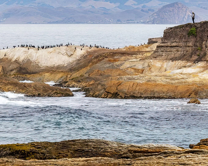 Birds have claimed the best real estate on this rocky outcrop. With panoramic ocean views and Morro Rock in the distance, who can blame them?