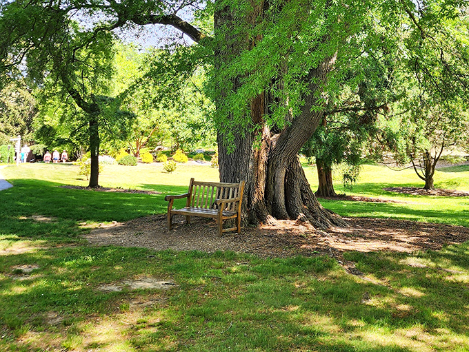 The perfect spot for contemplating life's big questions, like "How do trees get WiFi?" This bench under ancient branches offers nature's best therapy session.