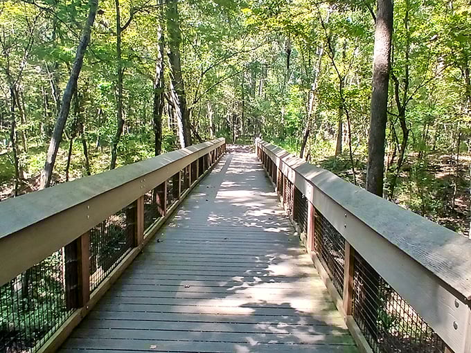 The boardwalk stretches ahead, inviting you deeper into the forest. Walking here feels like stepping into a scene from "The Lord of the Rings."