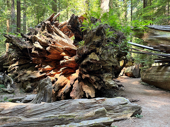 Nature's demolition site&mdash;this fallen giant created its own ecosystem in death. The forest's cycle of renewal displayed in magnificent, splintered glory.