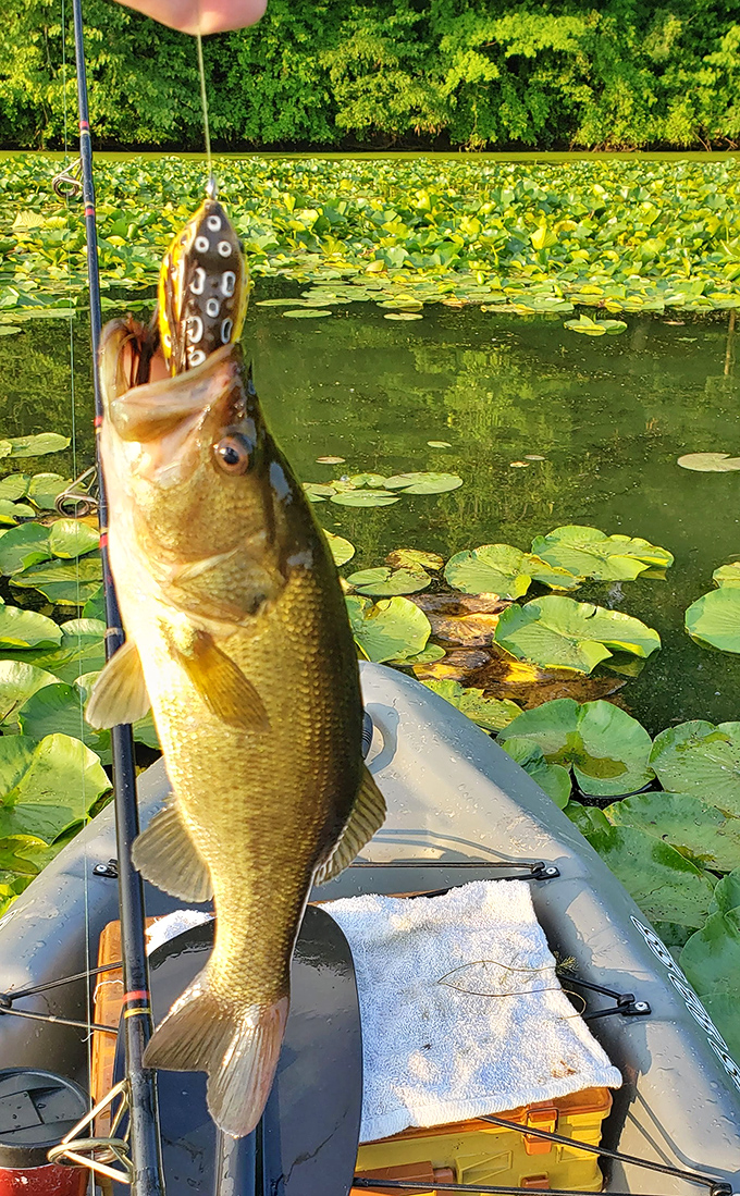 Landing dinner and memories &ndash; this bass practically posed for its close-up among the lily pads.