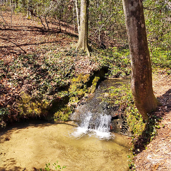 Mother Nature's spa treatment: This hidden forest cascade offers the kind of tranquility that expensive meditation apps can only dream of replicating.