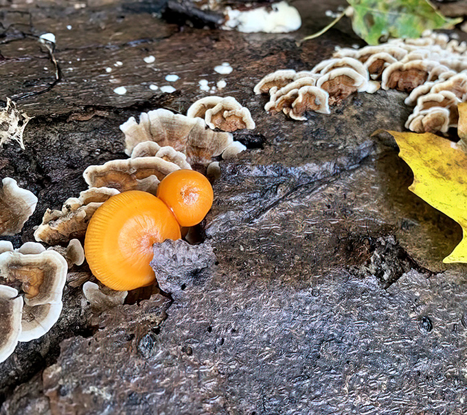 Mother Nature's jewelry collection on display: vibrant orange mushrooms nestled among delicate shelf fungi, proving Earth's best accessories are wild-grown.