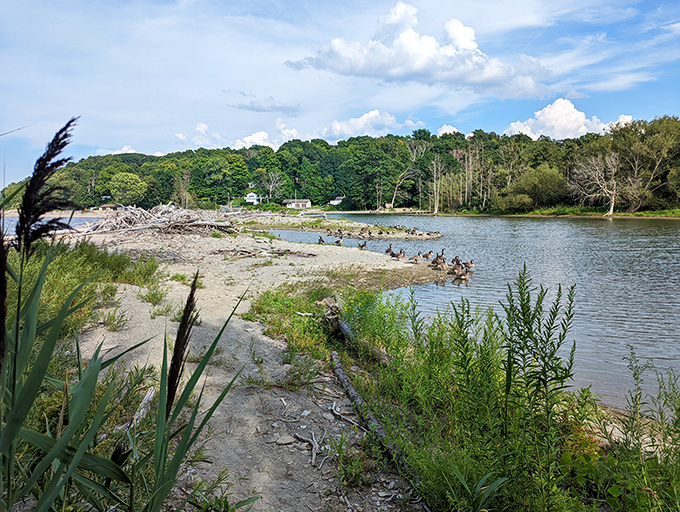Duck diplomacy in action. These feathered locals hold daily waterfront meetings to discuss important pond politics.
