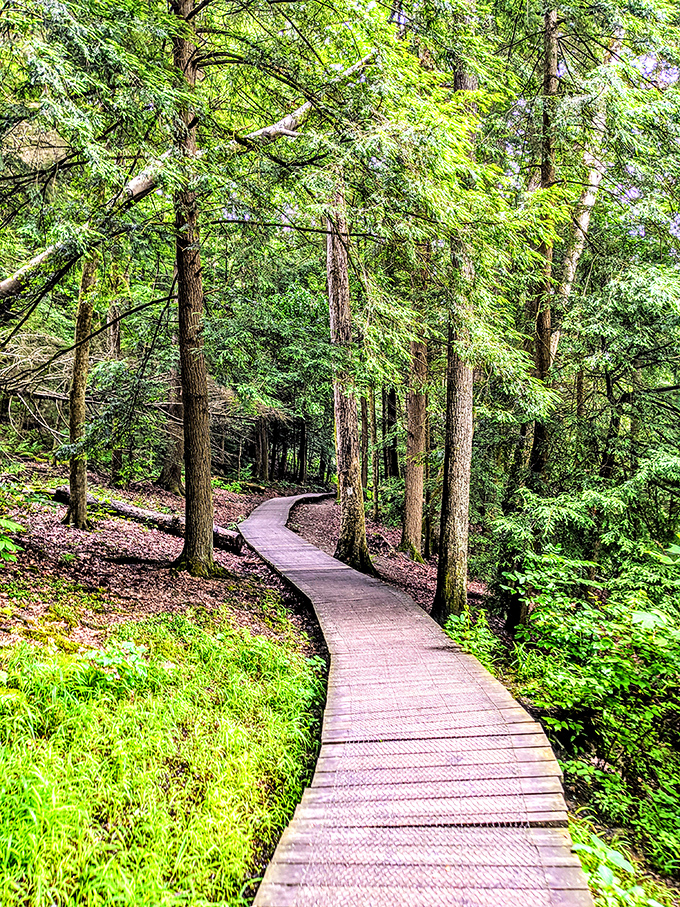 Follow the winding boardwalk through hemlock heaven, where dappled sunlight plays hide-and-seek between ancient trees standing sentinel over the forest floor.
